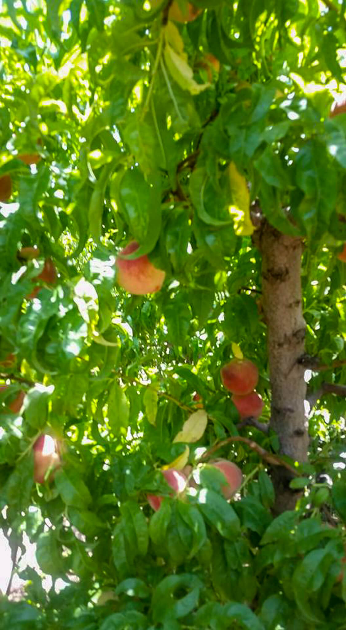 5 Reasons Apple Annie’s is the Best Pumpkin Patch in Southern Arizona ...