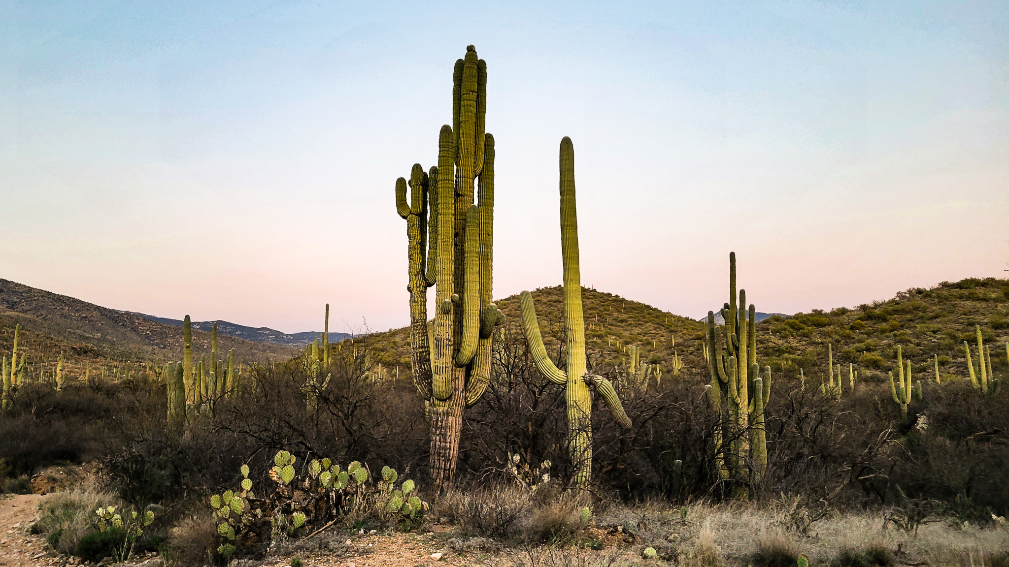 7 Simple Tips for a Sunset Hike at Saguaro National Park East | MPA ...