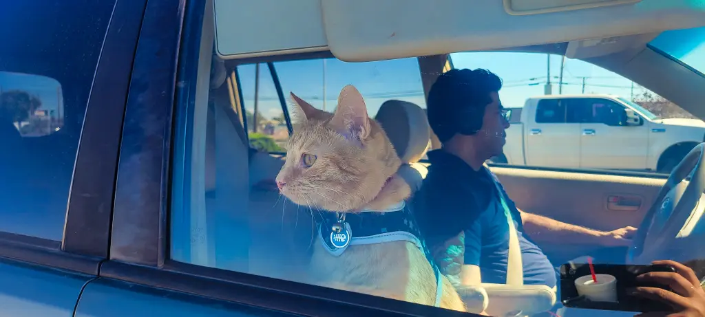 Road Tripping with a Cat: 15 Easy Tips | MPA Project Travels